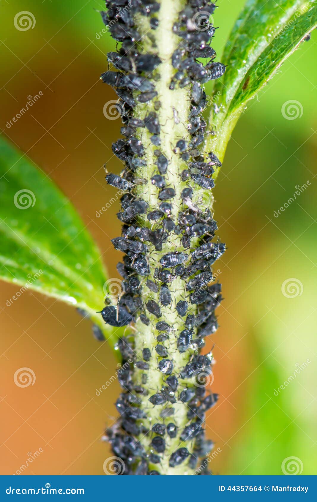 Full of Lice stock photo. Image of aphid, louse, macro - 44357664