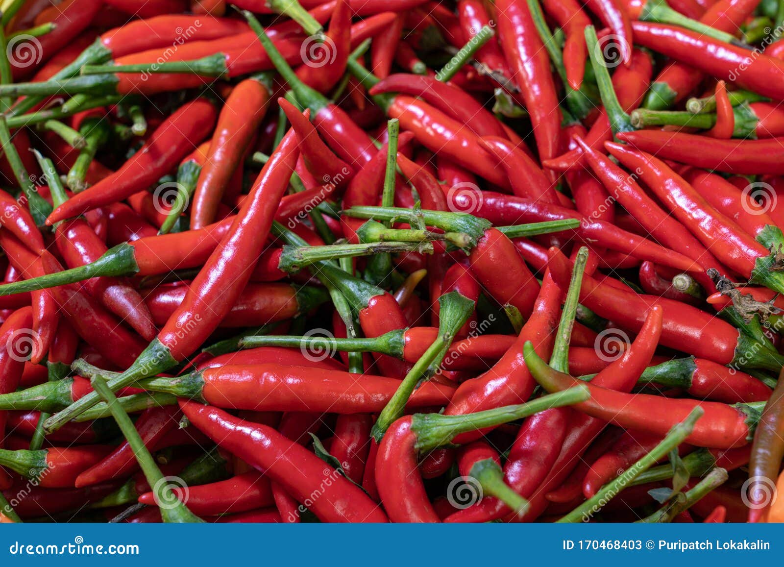 Full Macro Photo of Thai Red Chilli Stock Image - Image of herbal, full ...