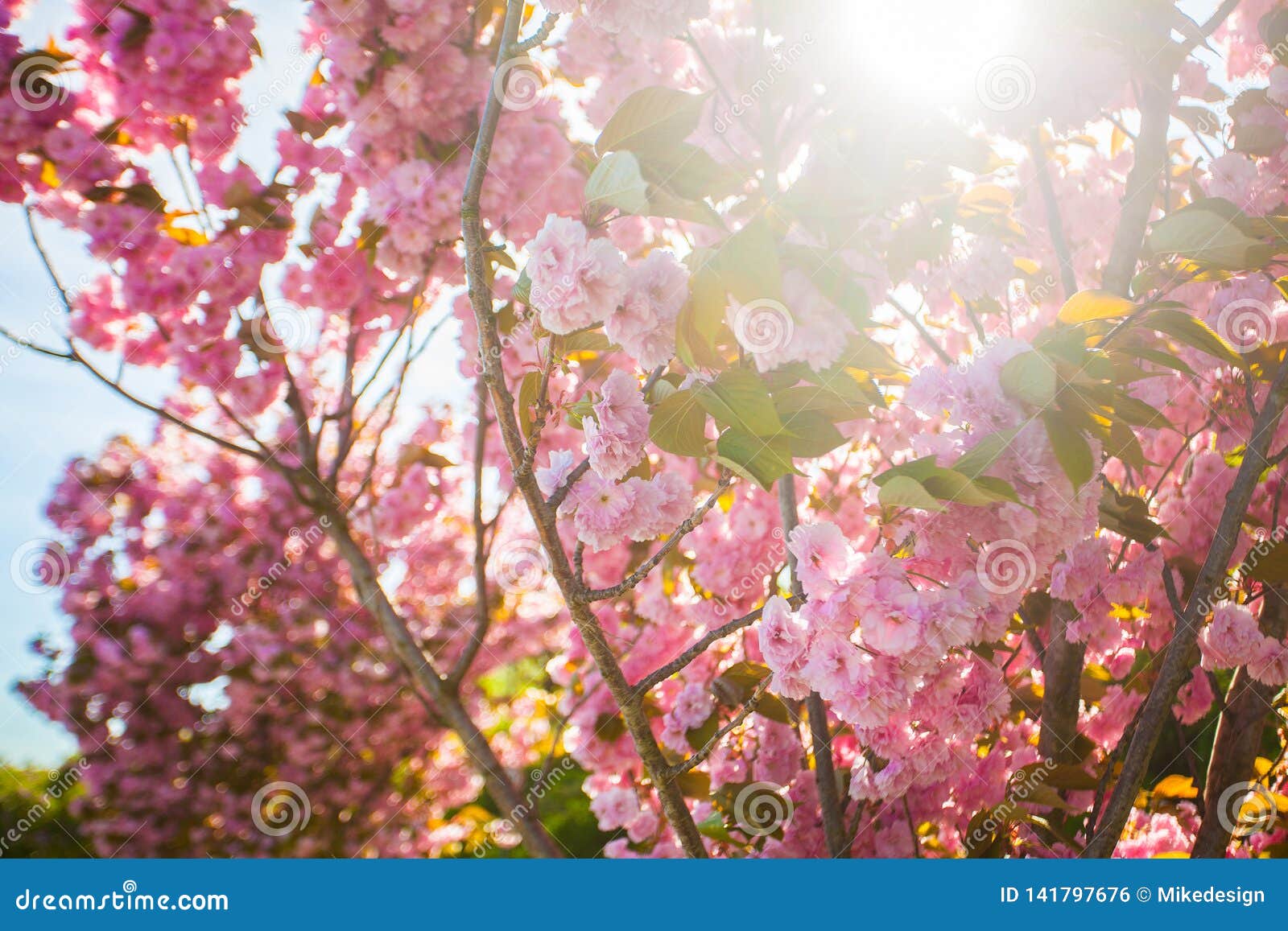 Full Magnolia Tree in Bloom on Sunset Stock Photo - Image of nature ...