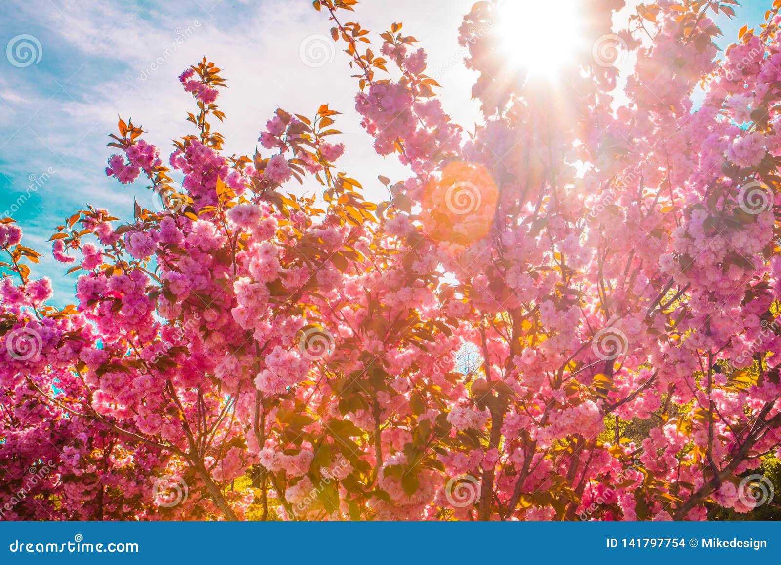 Full Magnolia Tree in Bloom on Sunset Stock Photo - Image of isolated ...