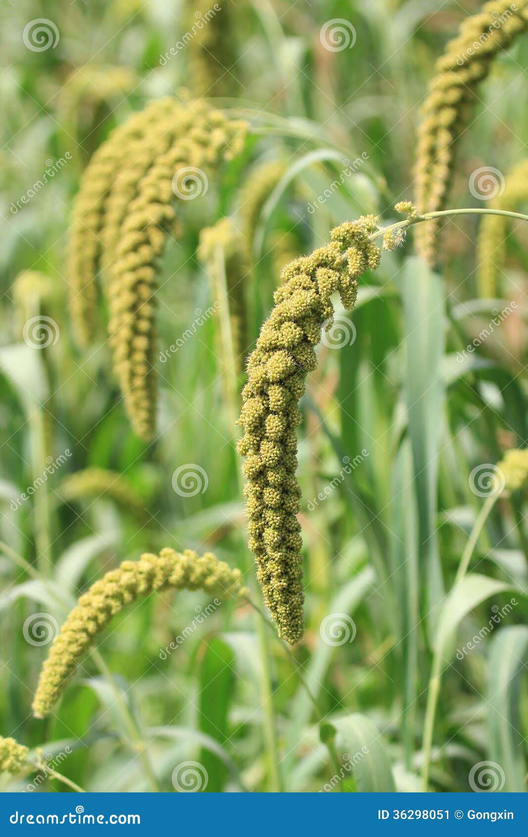 Full of millet head down stock image. Image of millet - 36298051
