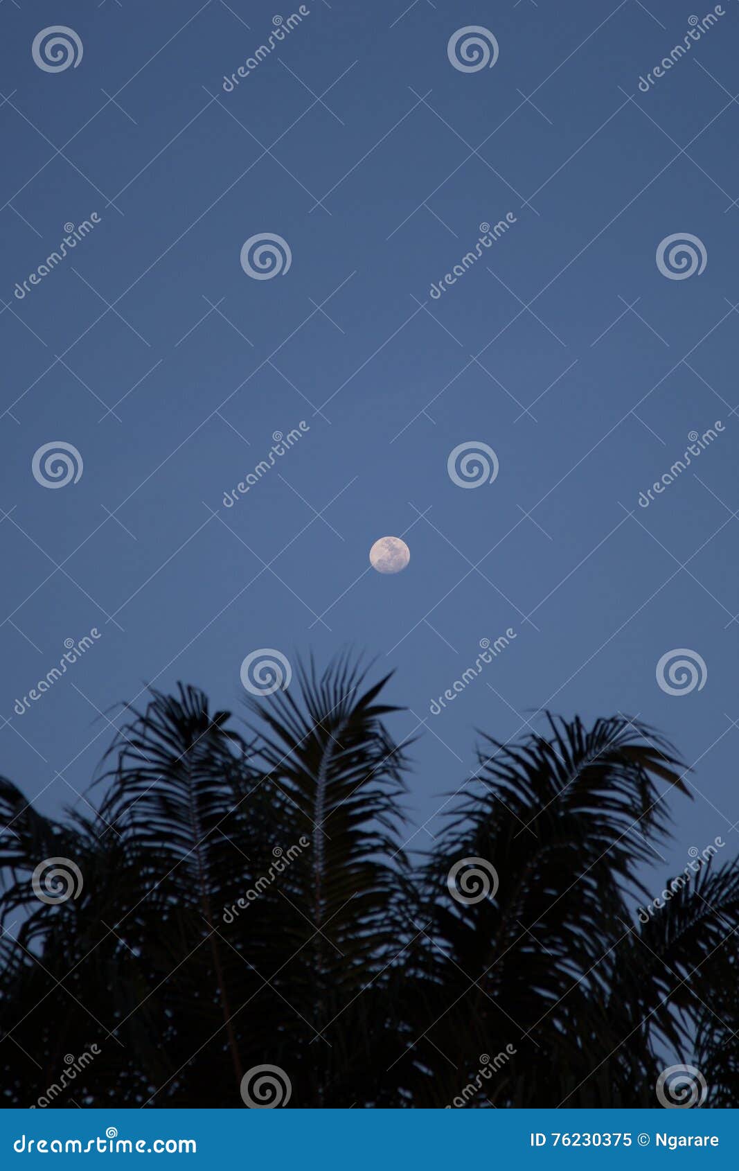 Full Moon Above Coconut Tree Stock Image - Image of moonlight, tree ...