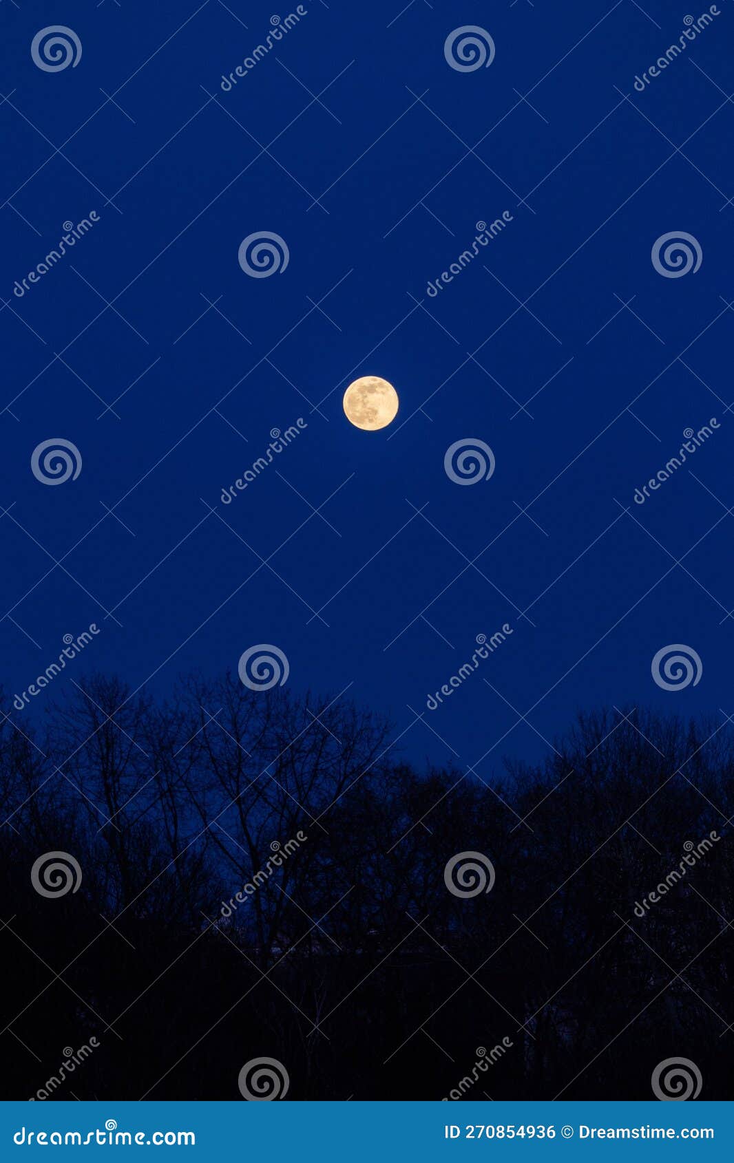 Full Moon Above Trees on the Top of a Clear Night Sky Stock Photo ...