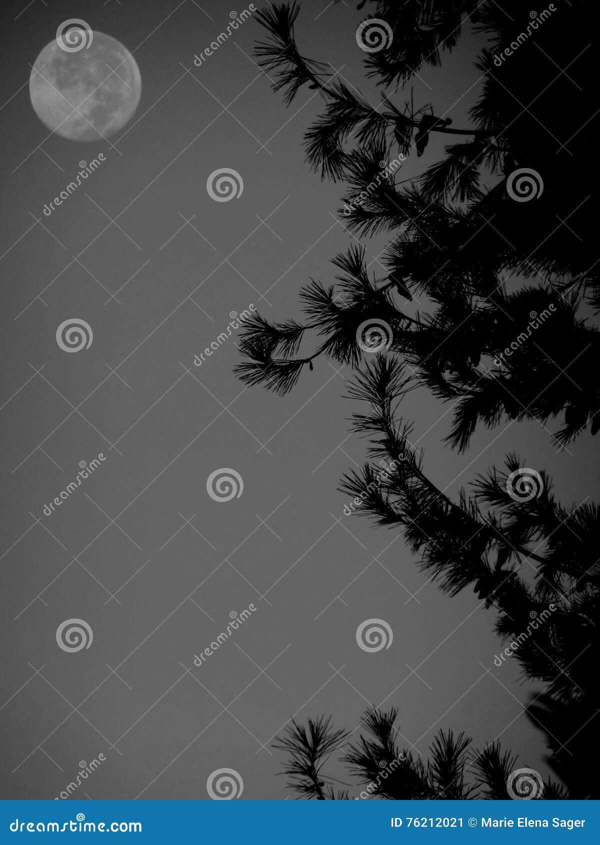 Full Moon Against Pine Tree Stock Image - Image of celestial, limb ...