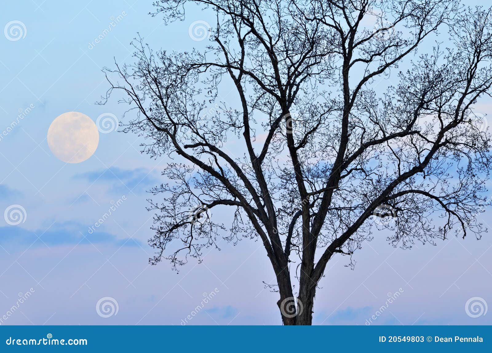Full Moon and Bare Tree stock image. Image of tree, evening - 20549803