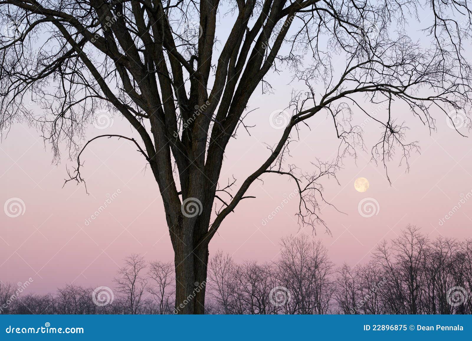 Full Moon and Bare Trees stock image. Image of state - 22896875