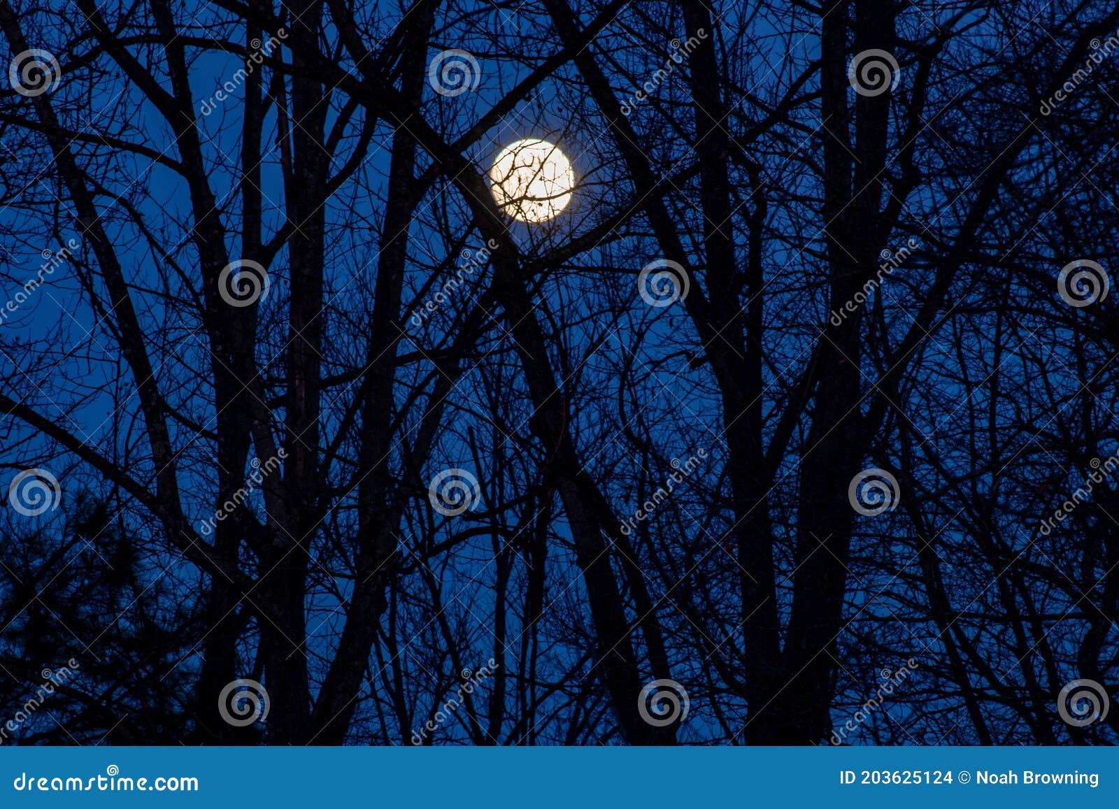 Full moon and bare trees stock photo. Image of november - 203625124