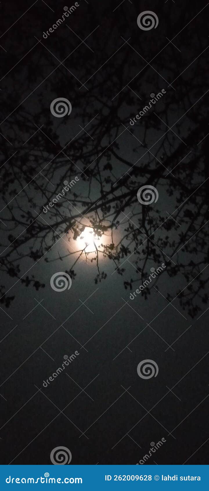 The Full Moon is so Beautiful Seen through the Gaps in the Branches and ...