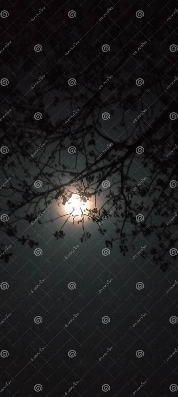 The Full Moon is so Beautiful Seen through the Gaps in the Branches and ...