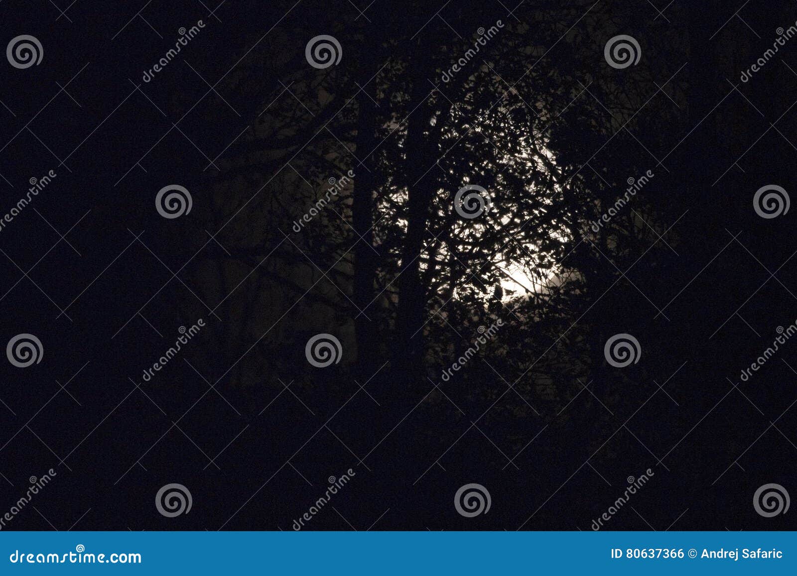 Full Moon Behind Naked Tree Branches and Twigs in Night Stock Photo ...