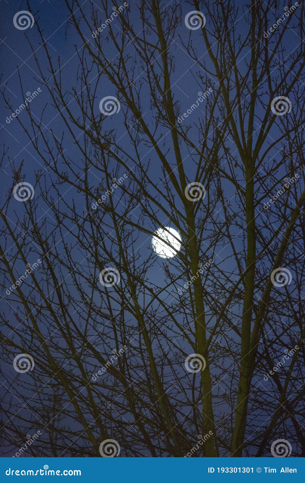 Full Moon Behind Scary Tree Stock Image - Image of park, cereal: 193301301