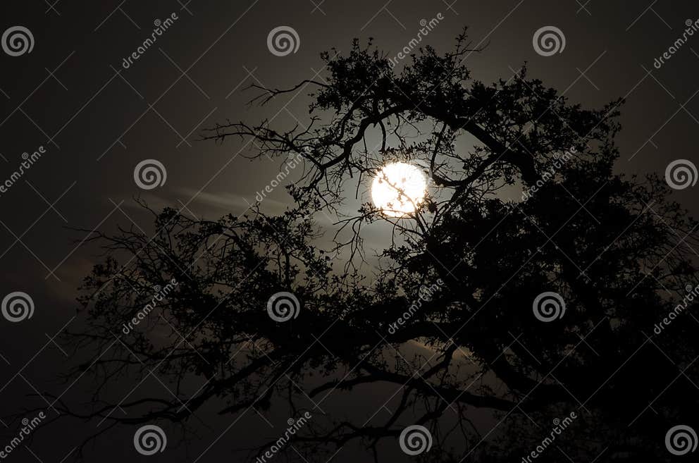Full moon behind tree stock image. Image of moonlight - 29227773
