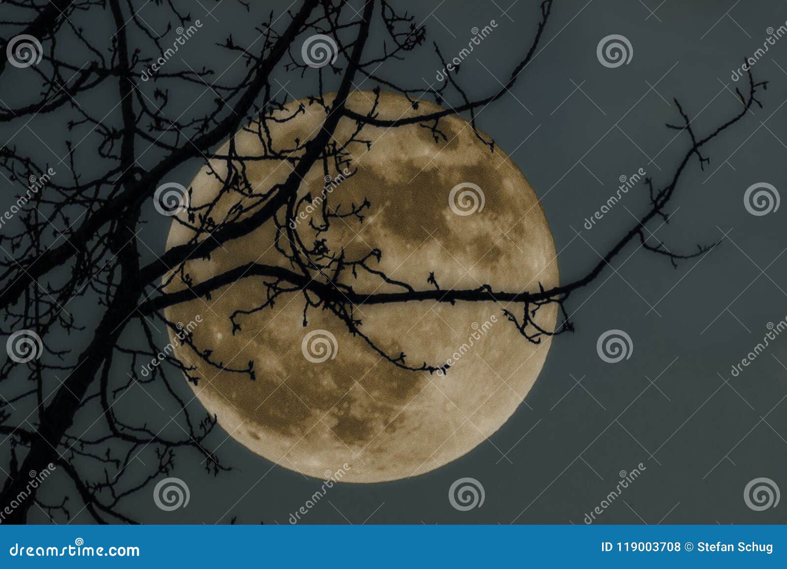 Full Moon Behind Tree Branches Stock Photo - Image of planets, tree ...