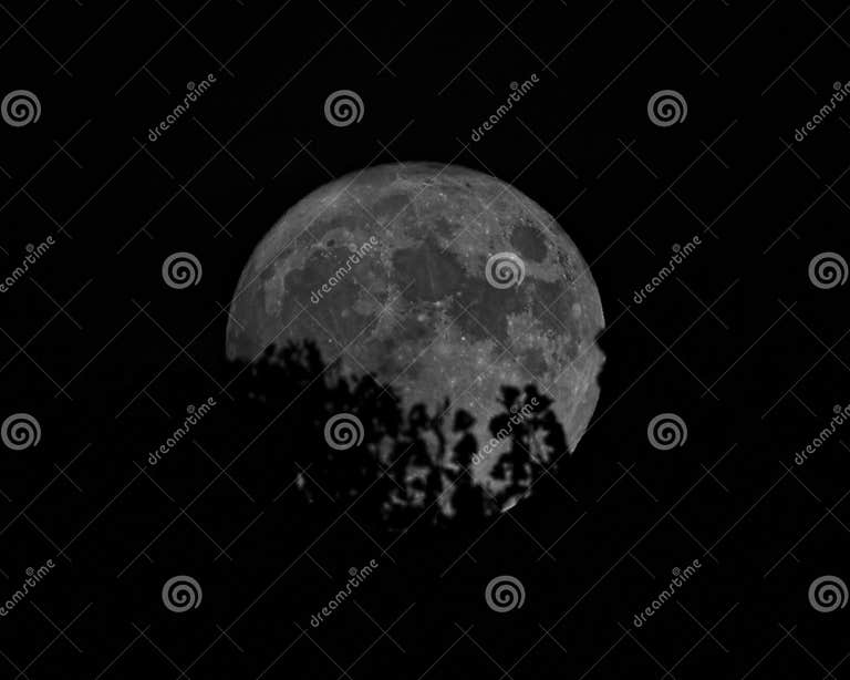 Full Moon Behind Trees at Night Stock Photo - Image of trees, light ...