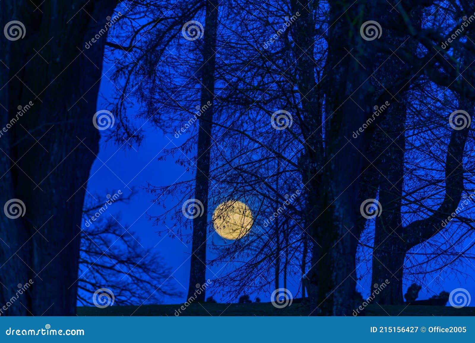 Full Moon Behind Trees in the Park of Enns Stock Image - Image of dark ...