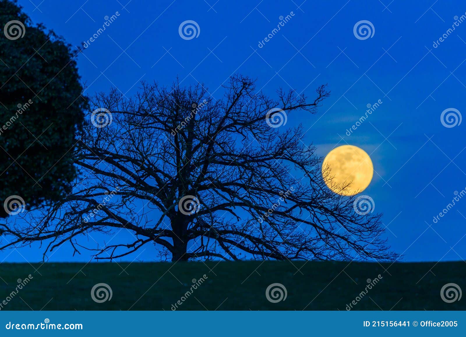 Full Moon Behind Trees in the Park of Enns Stock Image - Image of ...