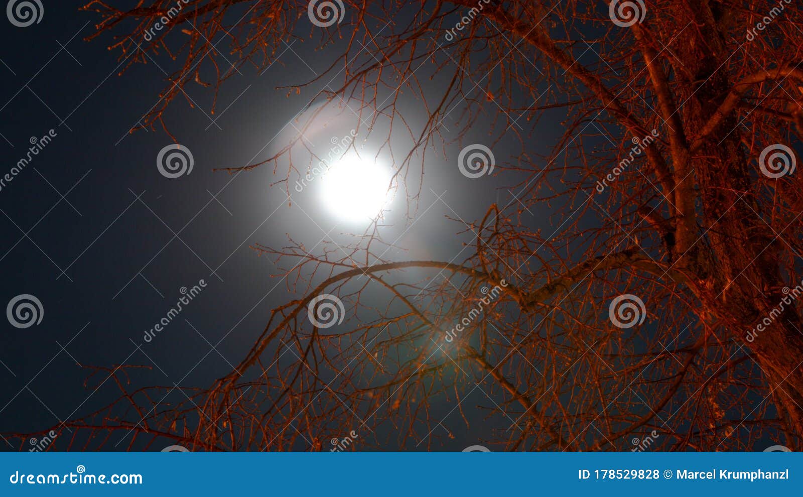 Full moon behind the trees stock photo. Image of republic - 178529828