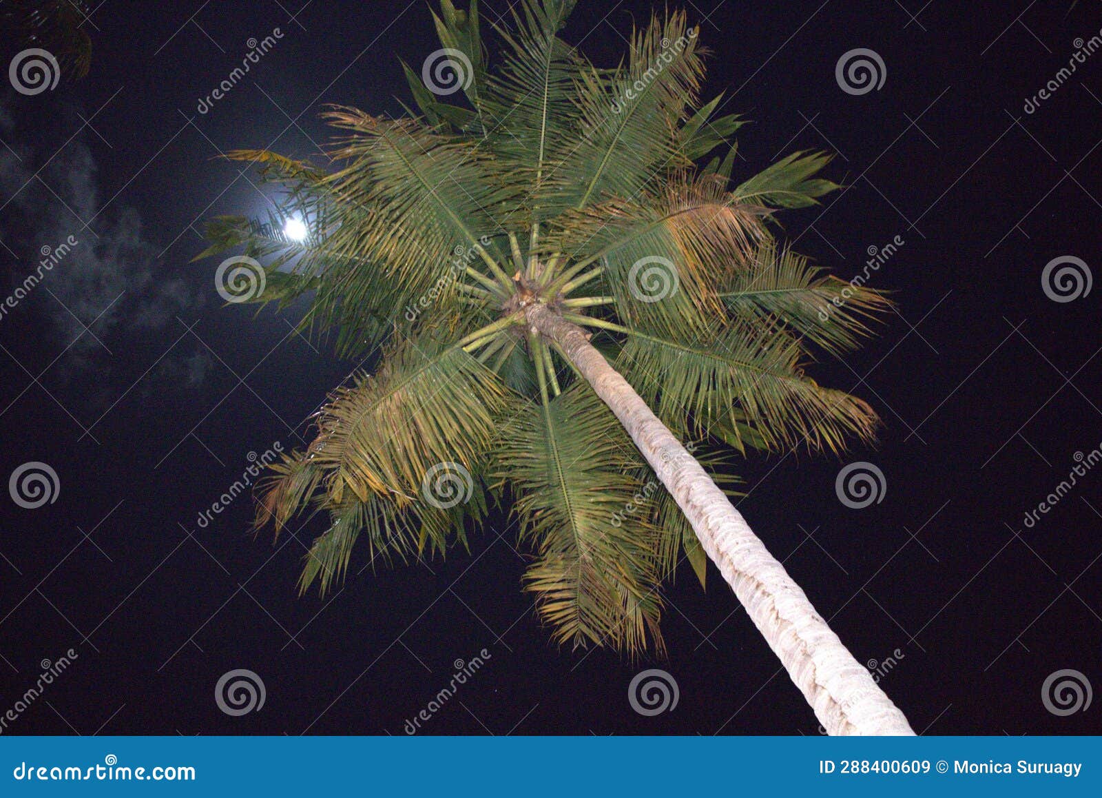 Full Moon Behing a Coconut Tree Stock Image - Image of moon, full ...