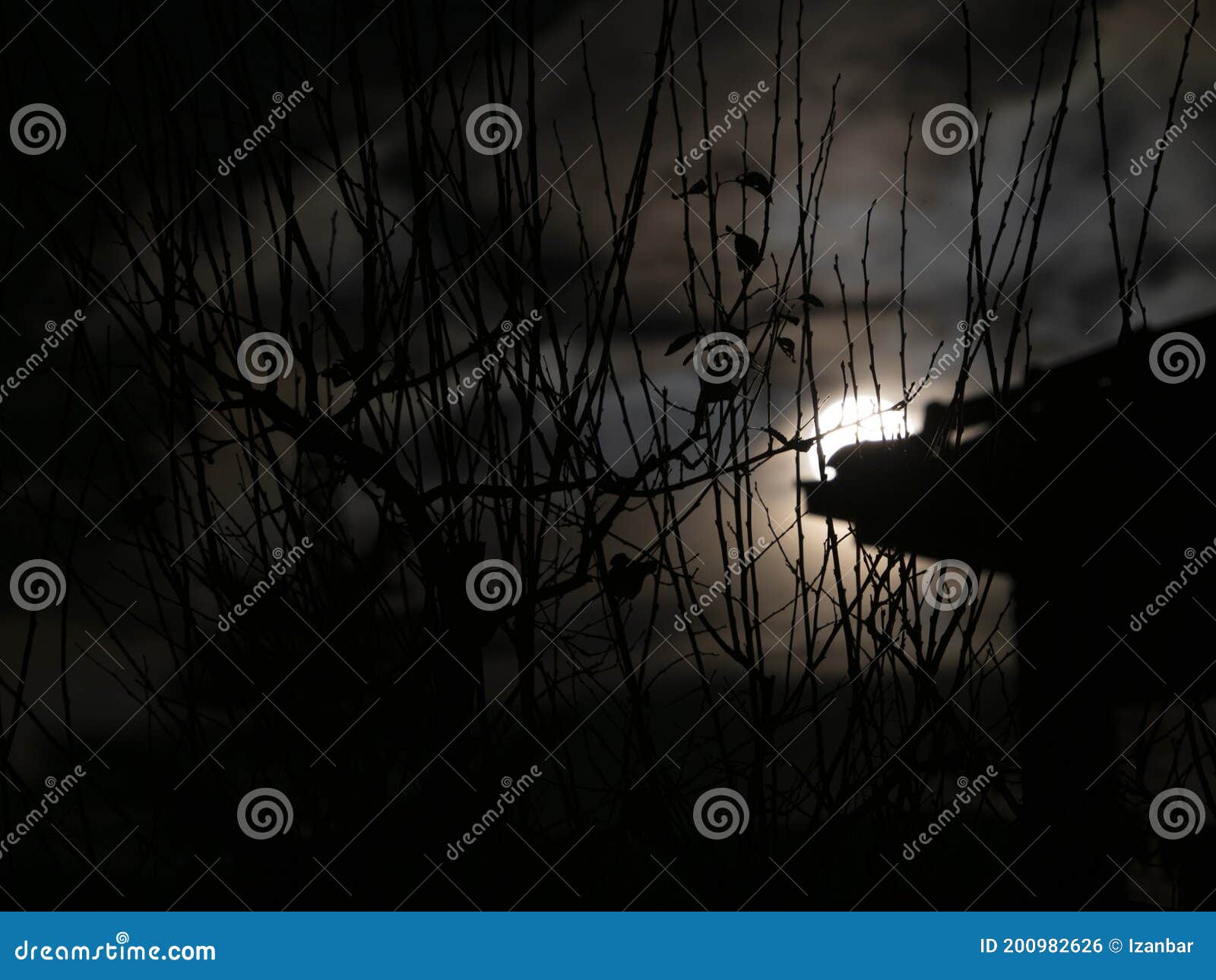 Full Moon on Black Tree Branches Stock Photo - Image of stars, galaxy ...
