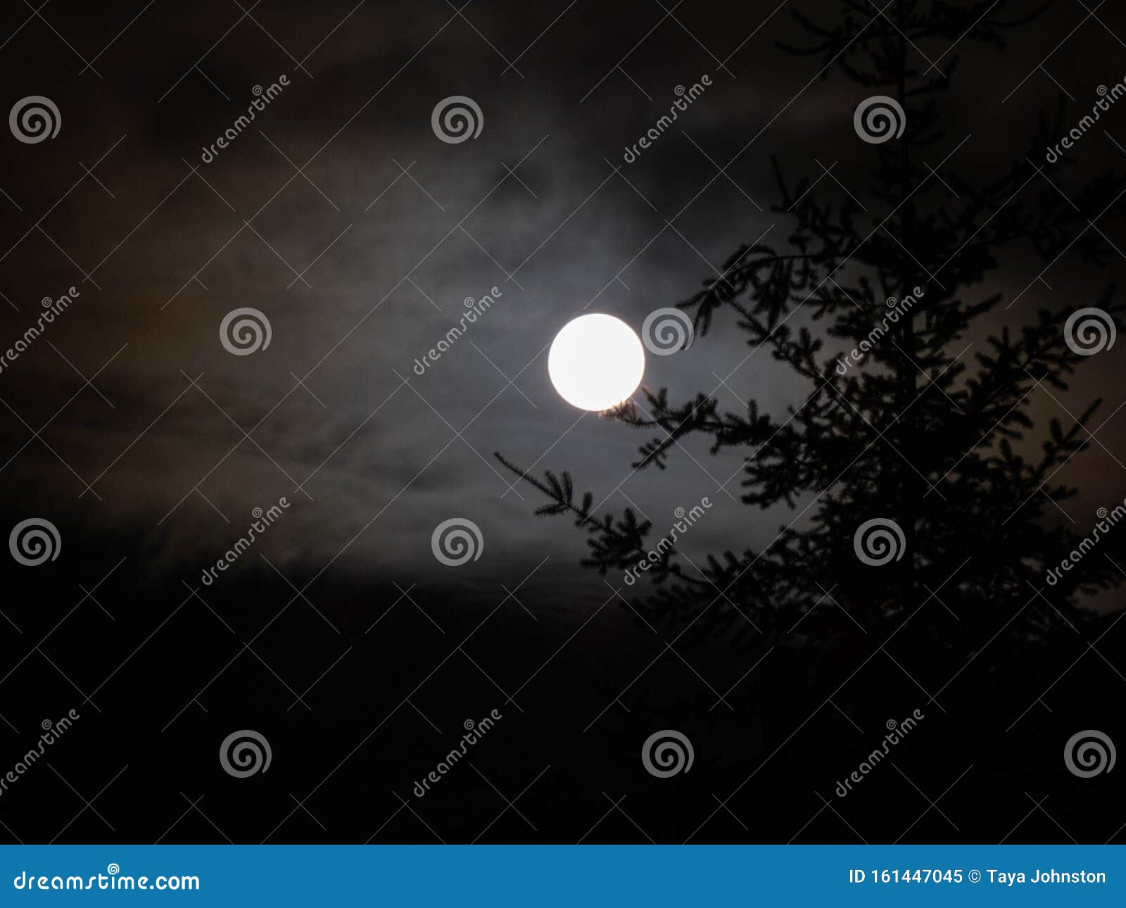 Full Moon through Clouds and Pine Tree Stock Image - Image of design ...