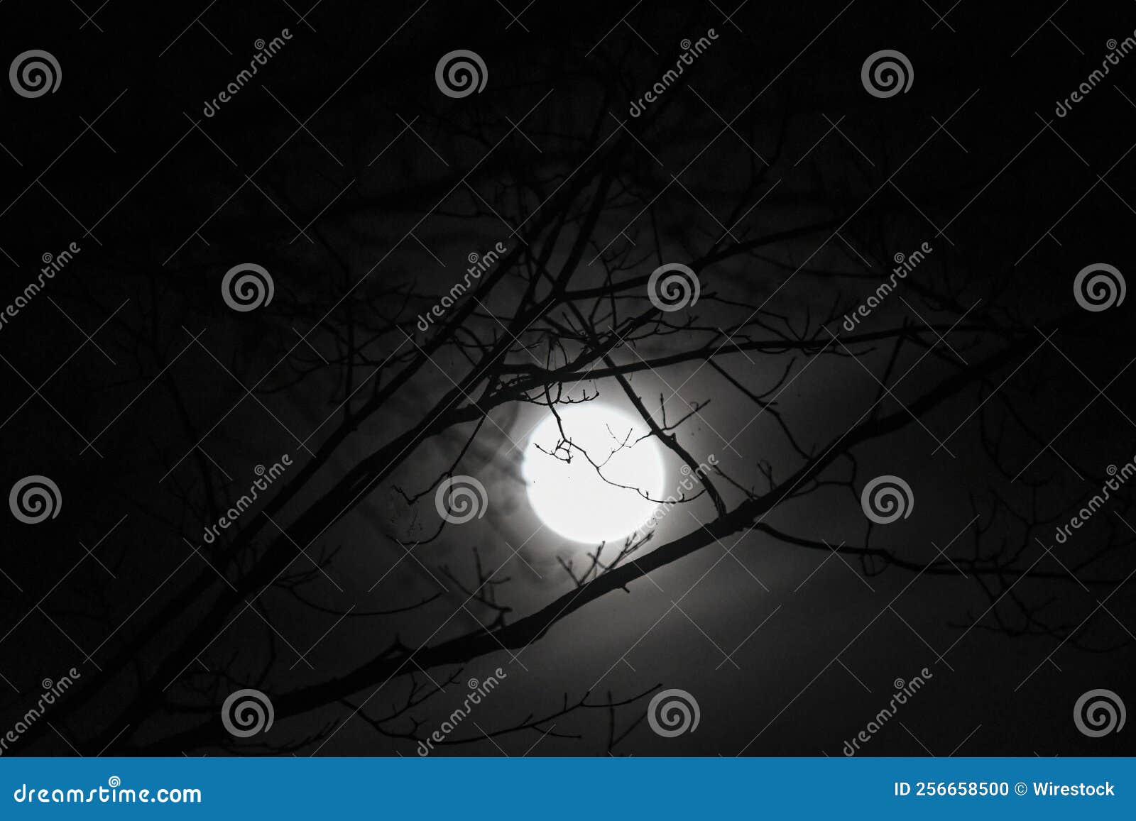 Full Moon with Creepy Trees Stock Photo - Image of astronomy, space ...