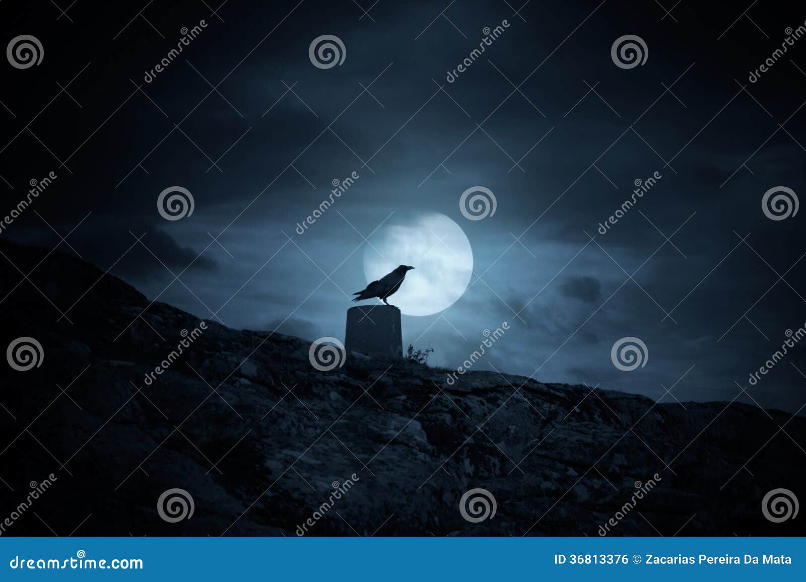 Full moon crow stock photo. Image of midnight, birds - 36813376
