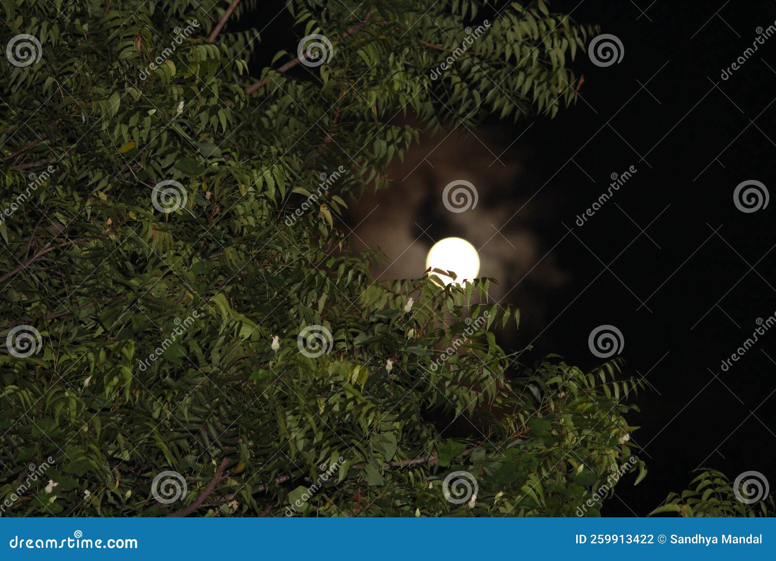 Sun Behind Neem Tree. Azadirachta Indica, Commonly Known As Neem ...