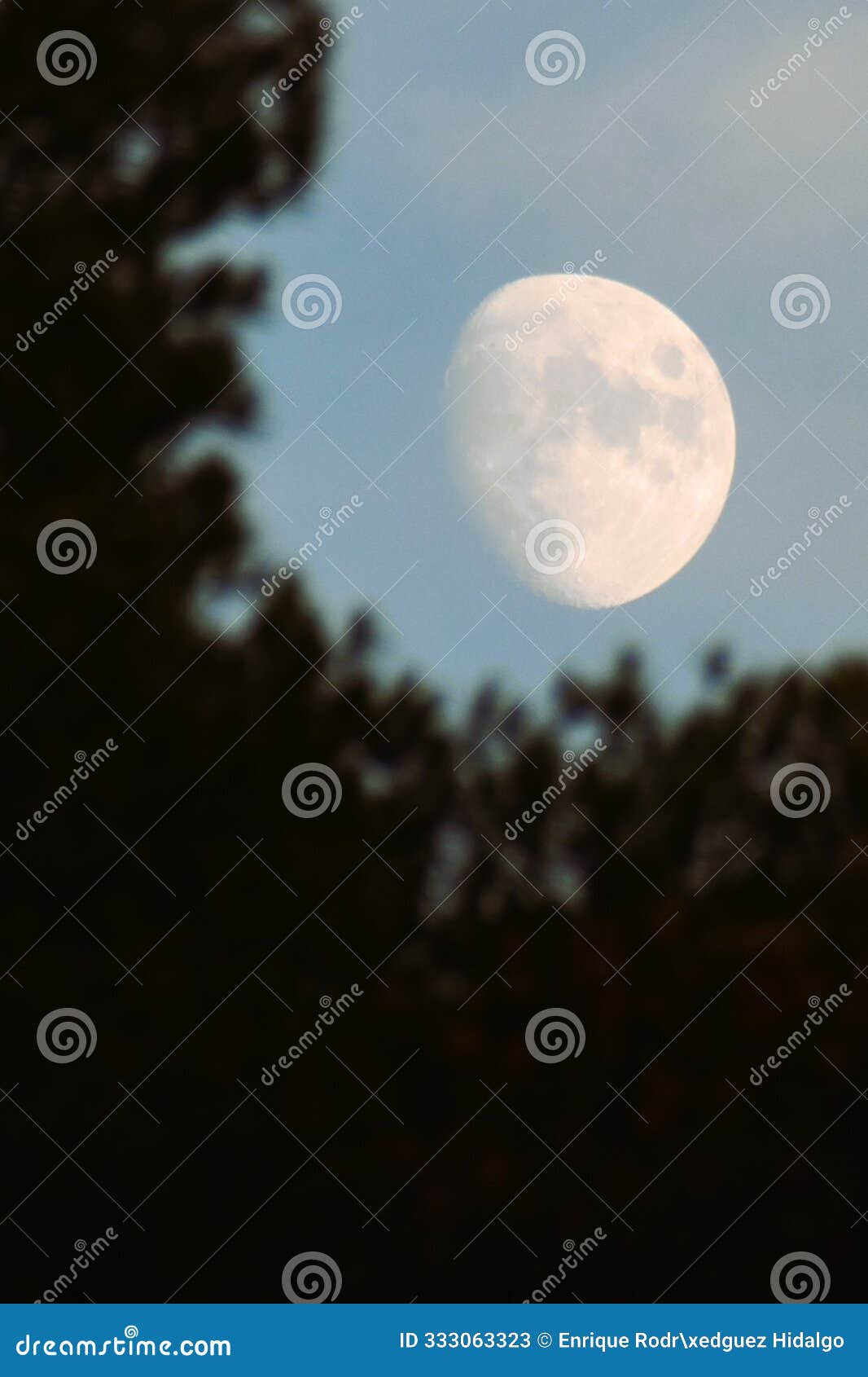 Almost Full Moon in the Daytime, Close-up of Tree Crowns, Astronomical ...