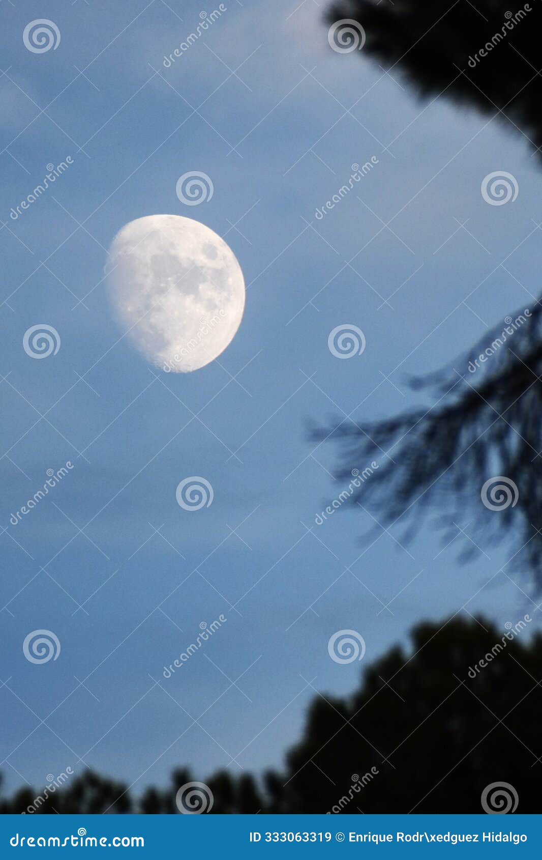 Almost Full Moon in Daytime, Close-up of Tree Crowns and Branches Stock Image - Image of trees ...