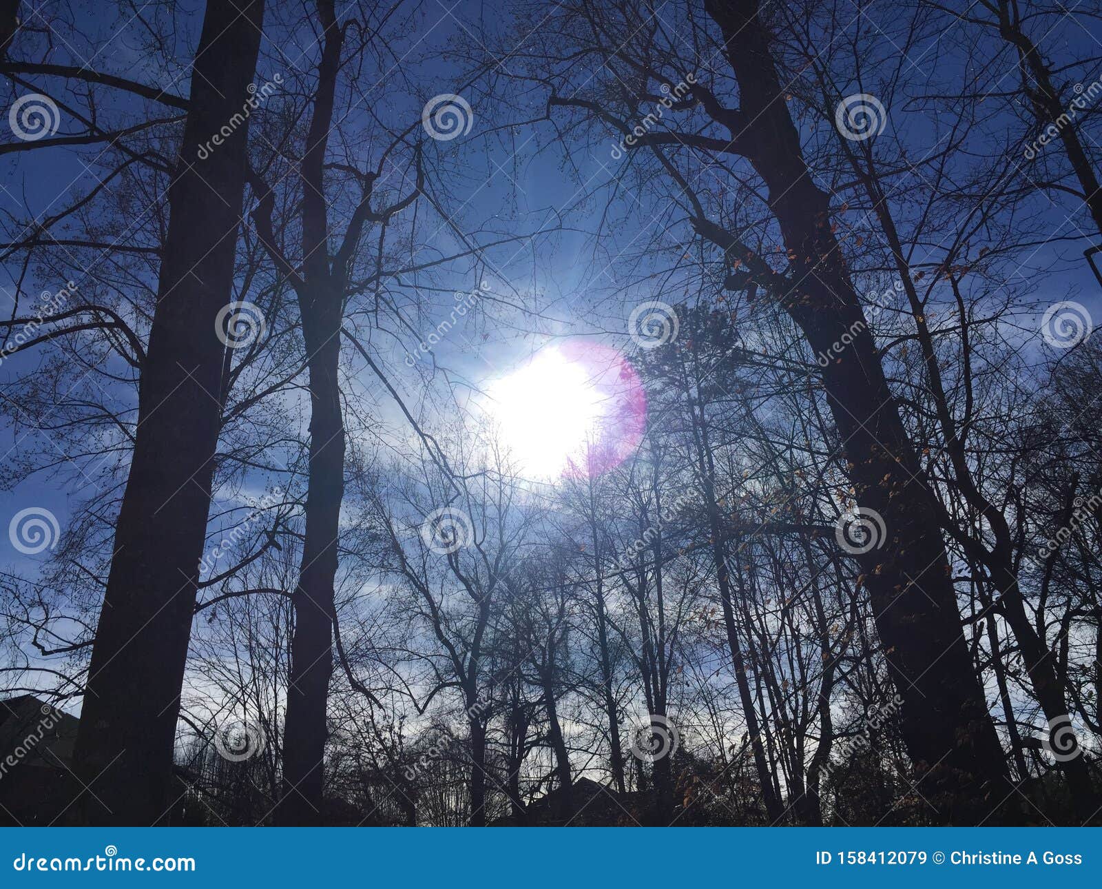 Full moon stock image. Image of full, moon, trees, fall - 158412079