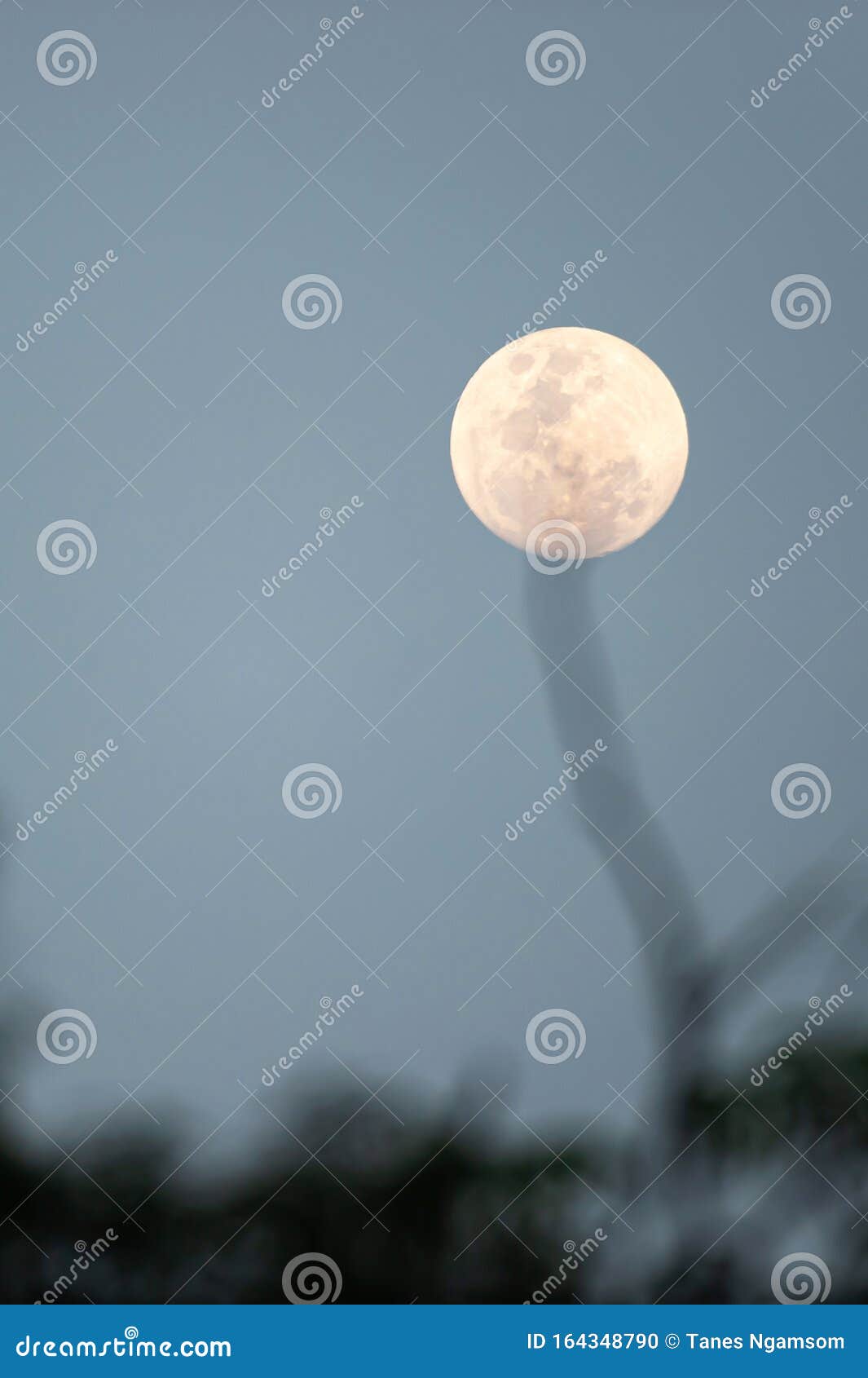 Full Moon Hanging on the Bare Tree Stock Photo - Image of moonlight ...