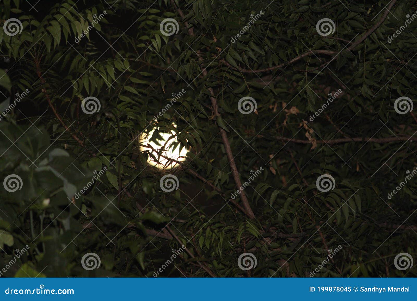 Full Moon Hidden Behind the Leaves of a Tree Stock Image - Image of ...