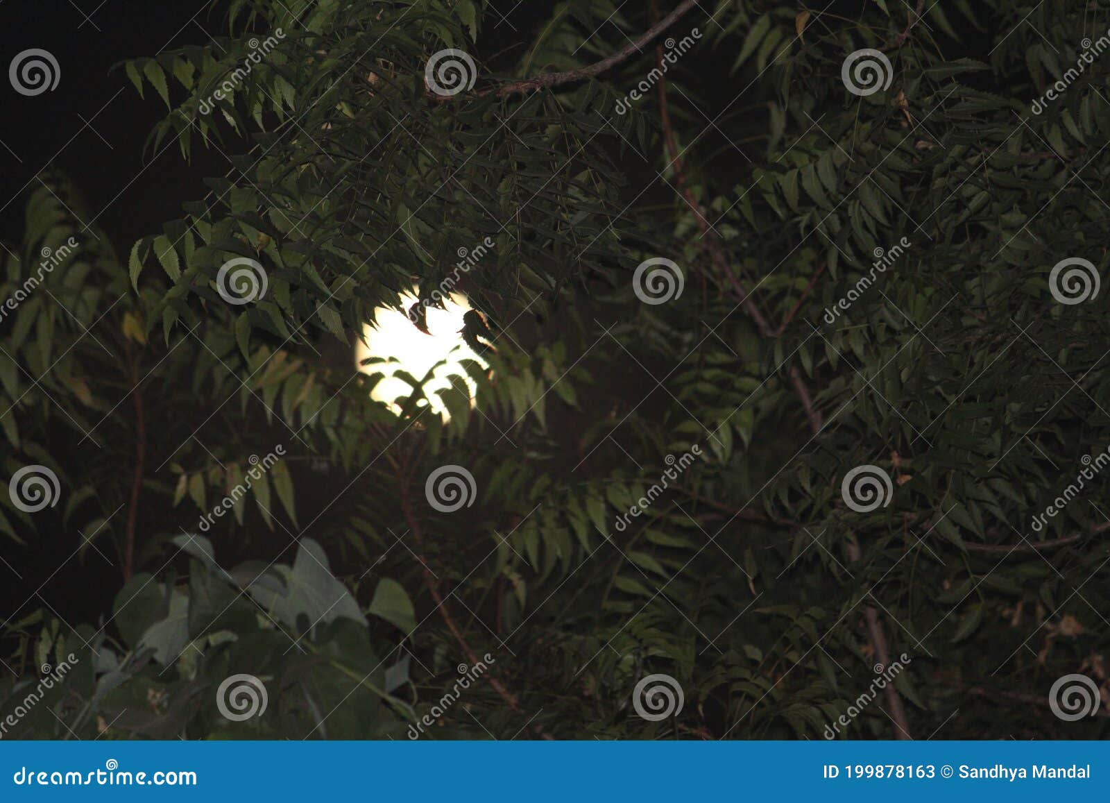 Full Moon Hidden Behind the Leaves of a Tree Stock Image - Image of ...