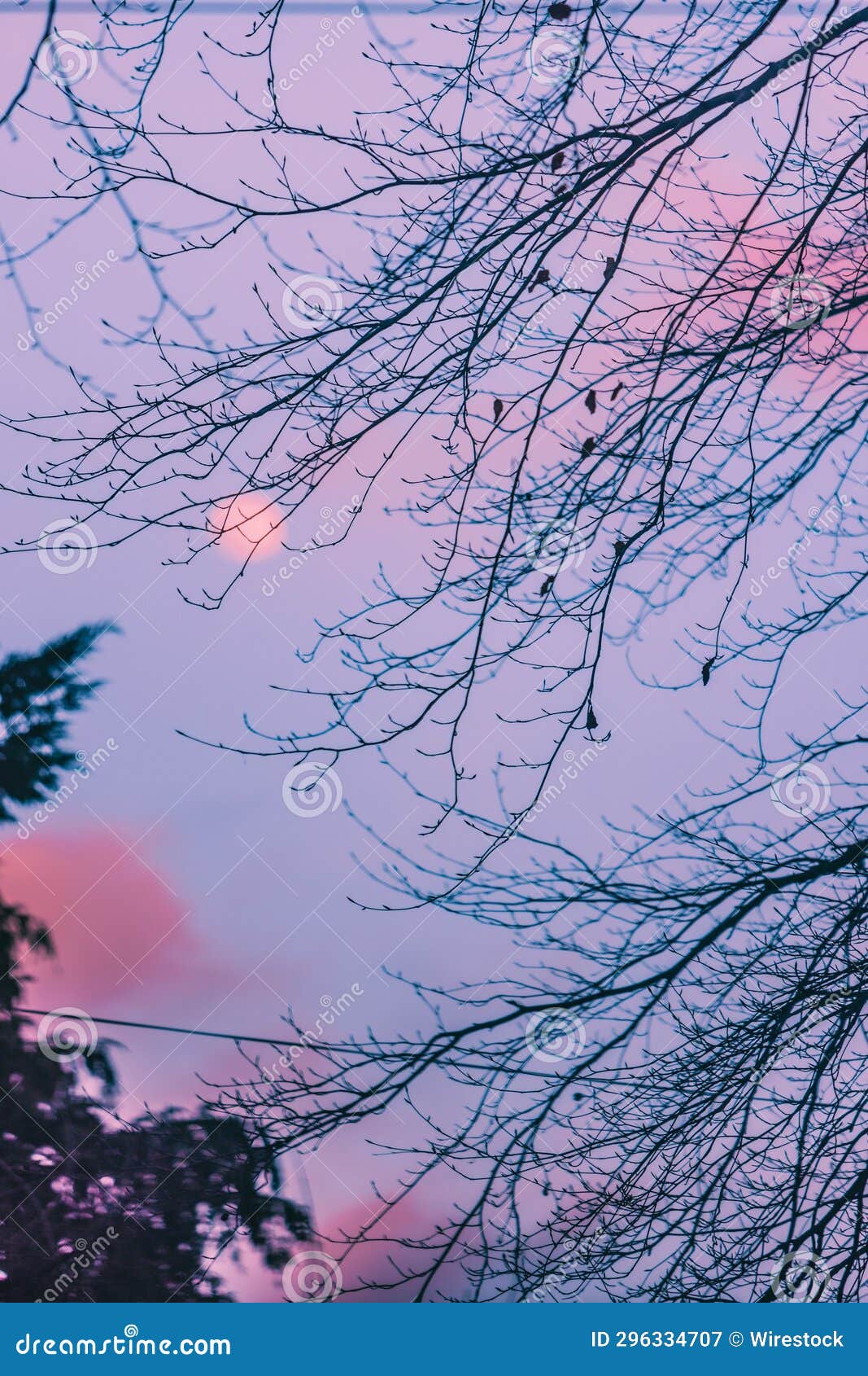 Full Moon Illuminated Against a Backdrop of a Pink Sky with Trees in ...