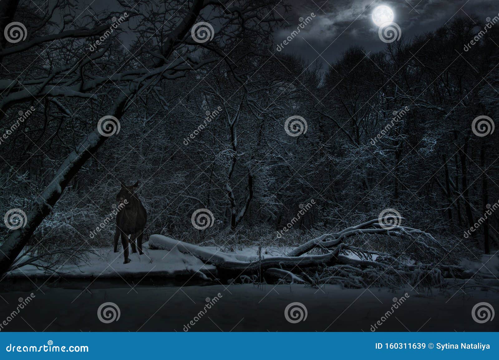 Wild Elk Came Ashore at Full Moon Stock Image - Image of covered, moose ...
