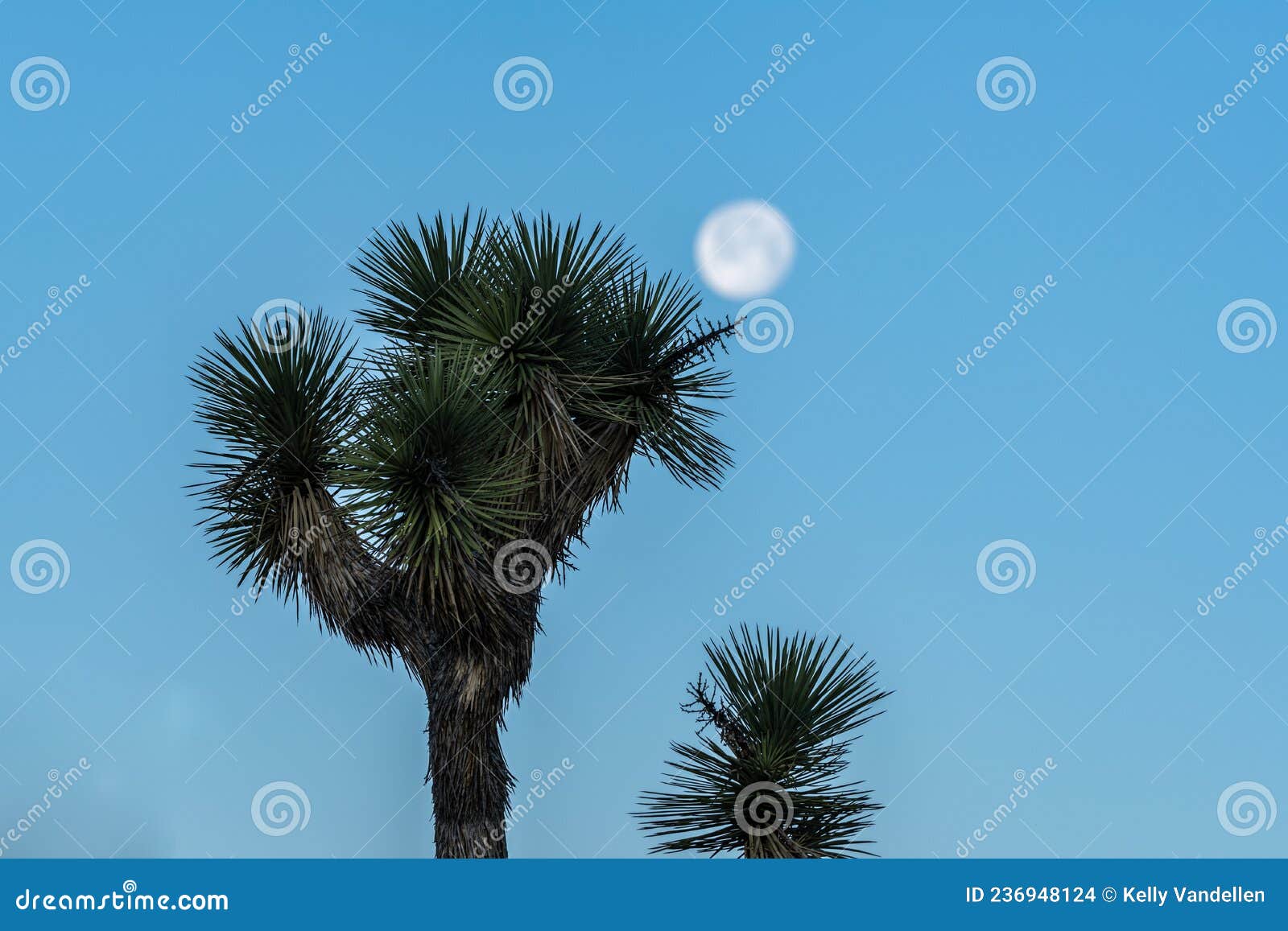 Full Moon and Joshua Tree in Early Morning Stock Photo - Image of blown ...
