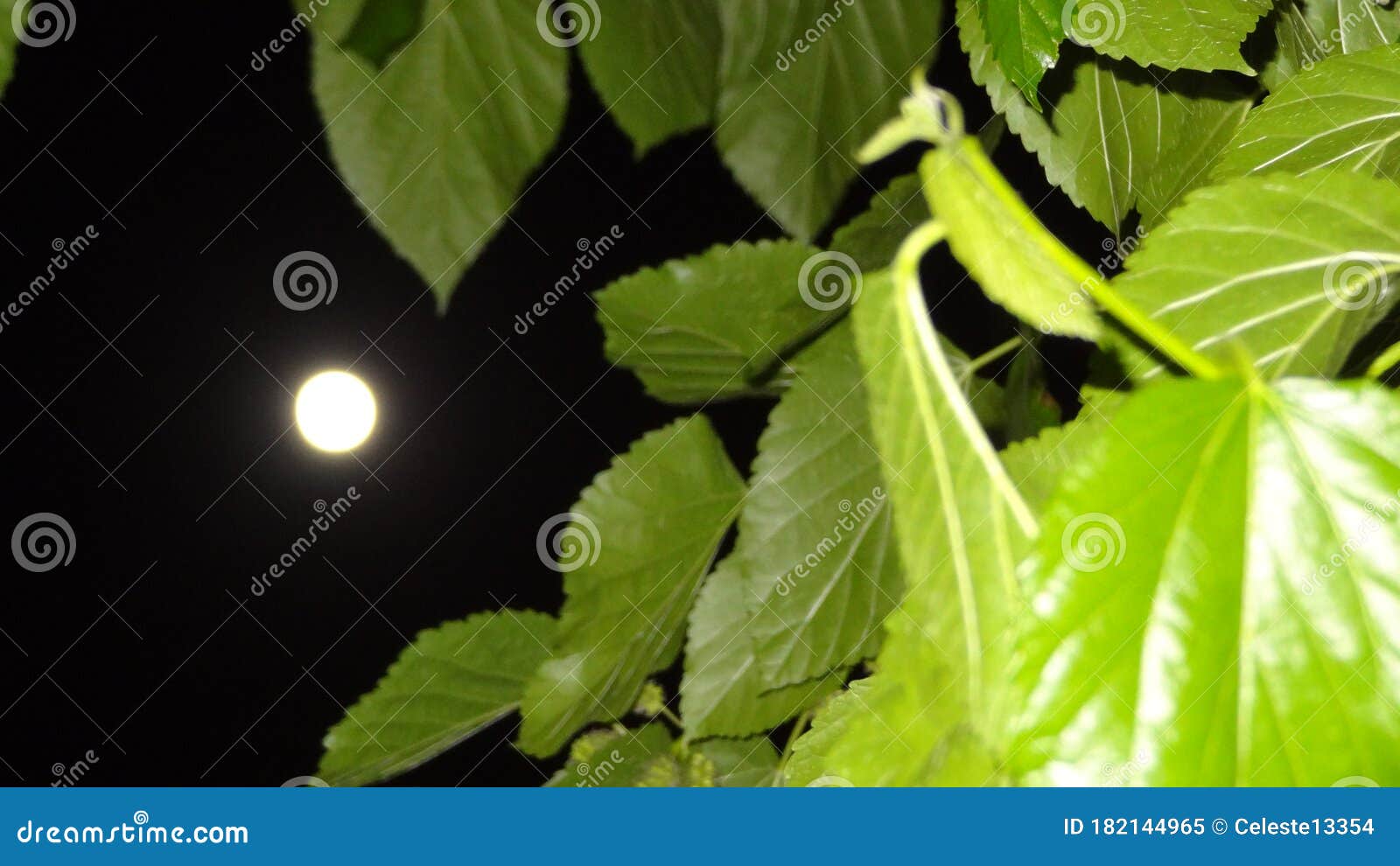 Full moon in the leaves stock image. Image of full, moonset - 182144965