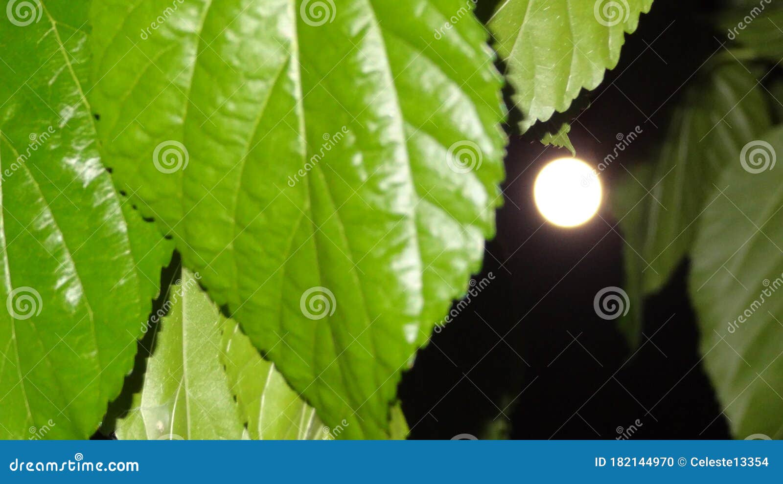 Full moon among the leaves stock photo. Image of flora - 182144970