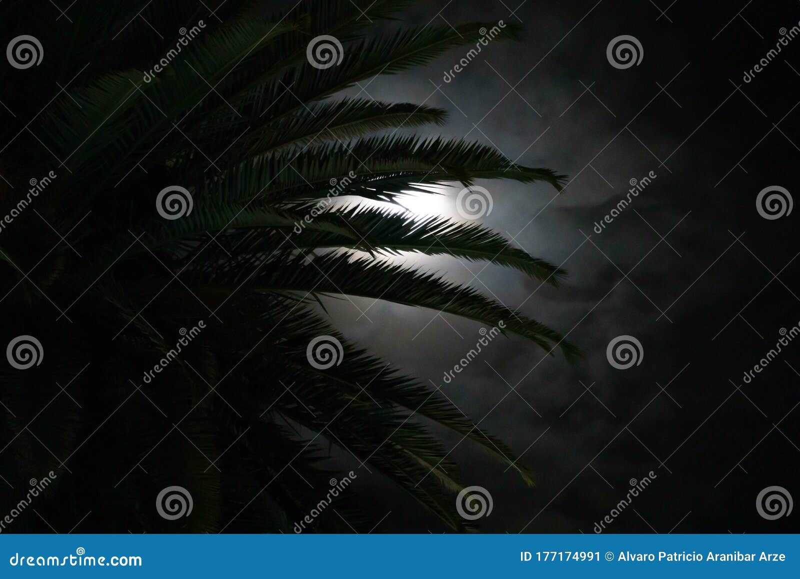 Full Moon Light Behind Tree Stock Image - Image of light, tree: 177174991