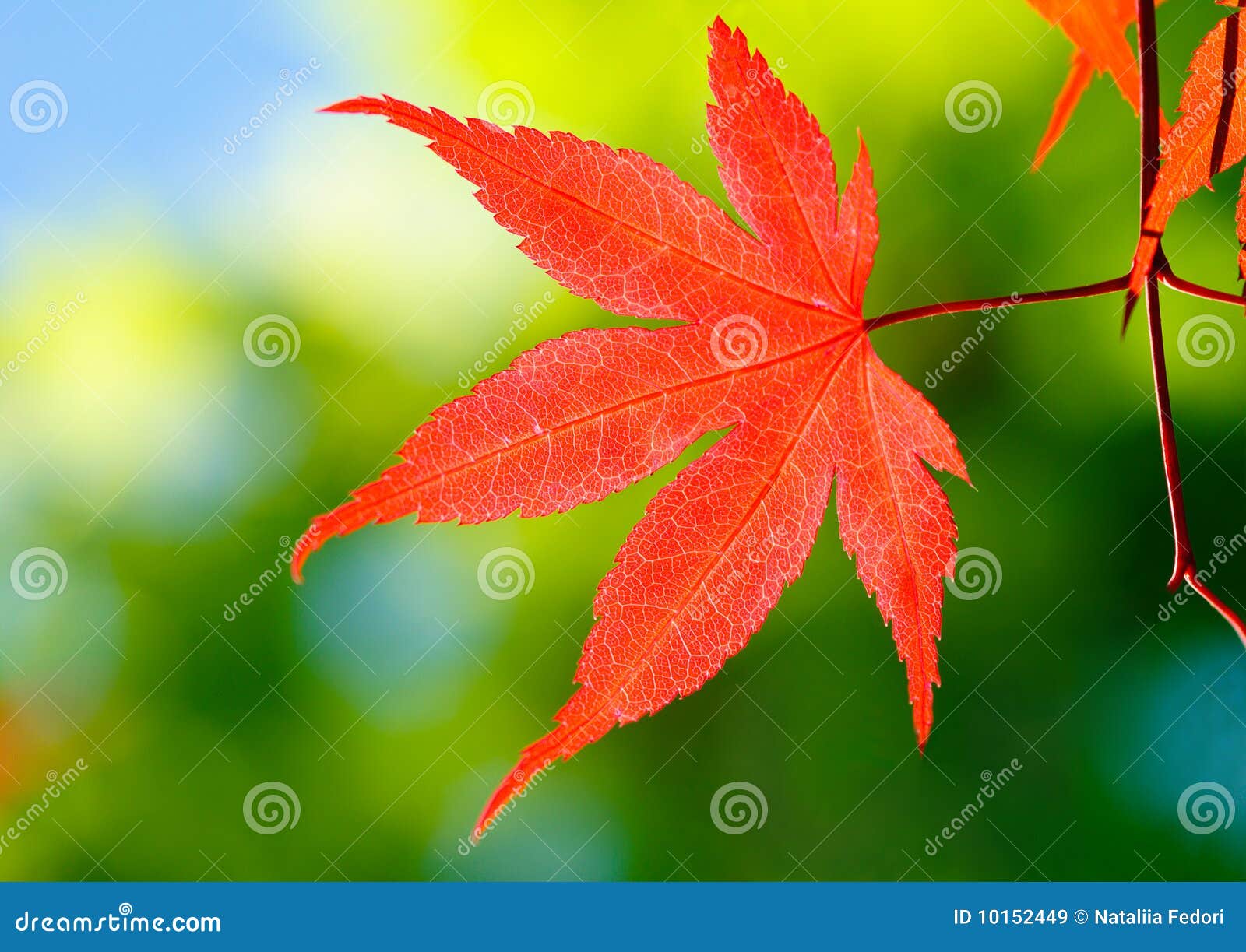 Full-moon maple stock image. Image of herb, blossom, decor - 10152449