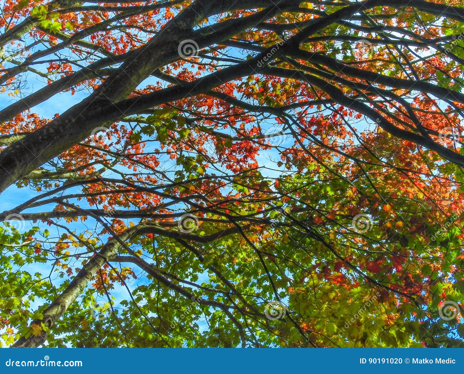 Full moon maple 2 stock photo. Image of colorful, beautiful - 90191020