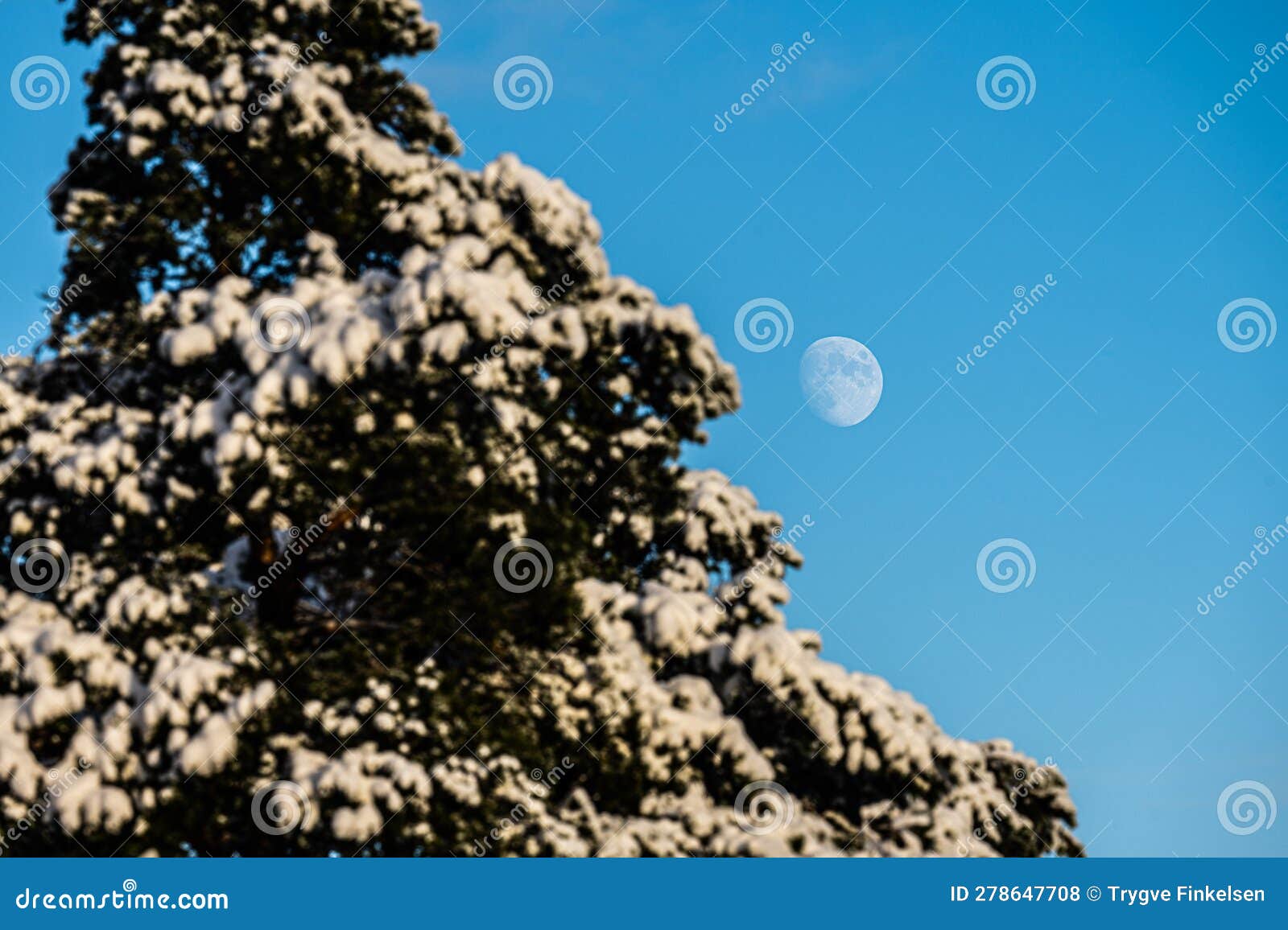 Full Moon in the Middle of the Day Hiding Behind a Tree.. Stock Photo ...