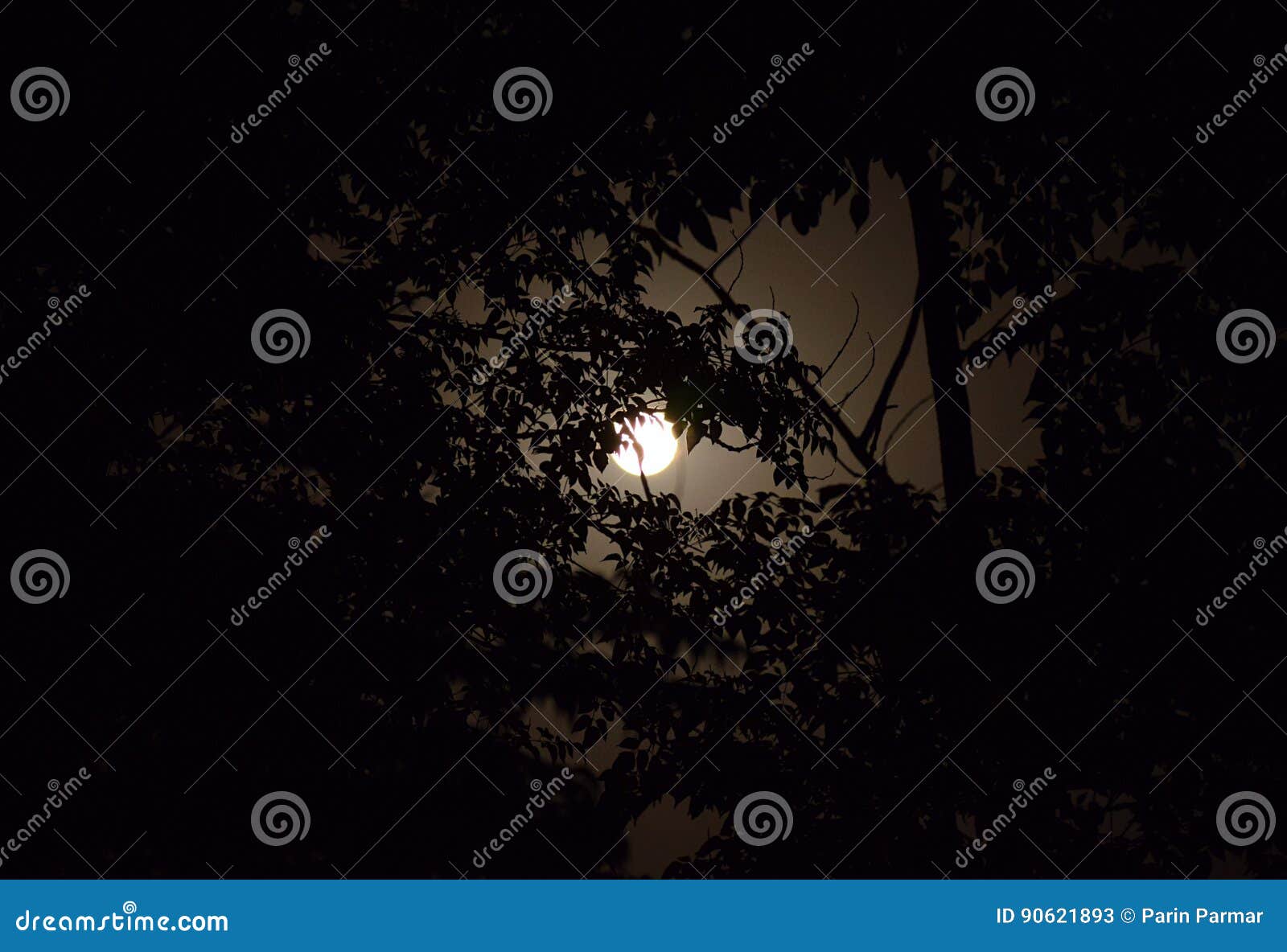 Full Moon with Moonlight Behind Tree Stock Image - Image of satellite ...