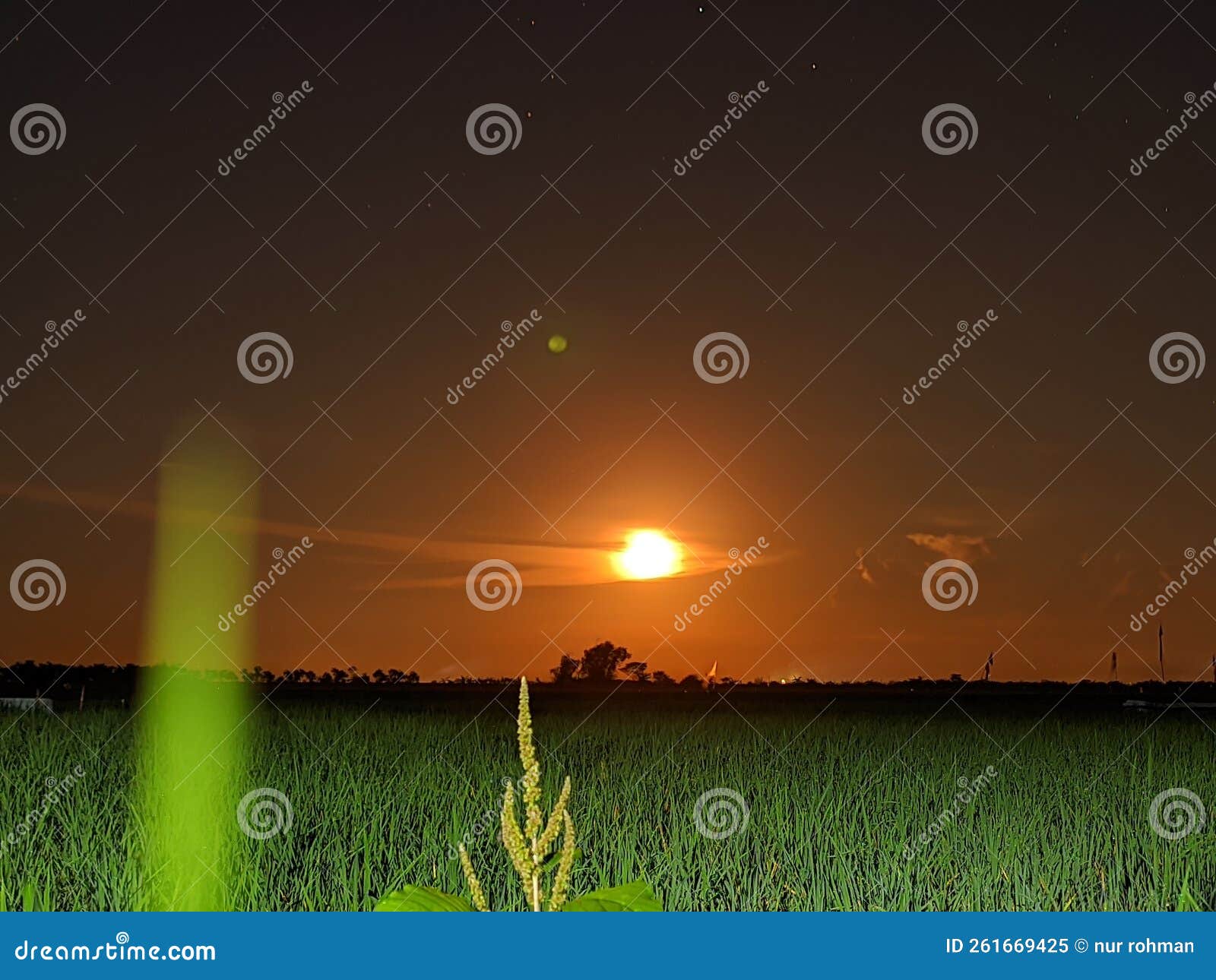 Full Moon at Night in the Beautiful Rice Fields Stock Image - Image of ...