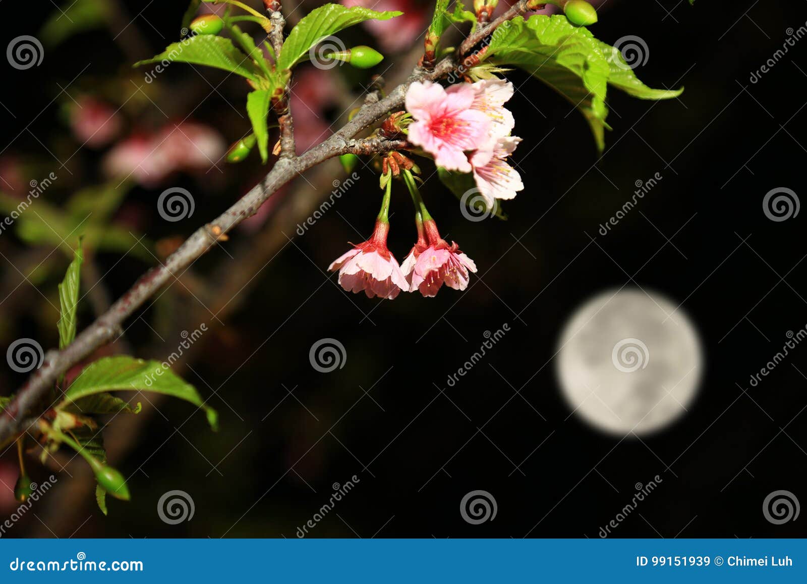 Full Moon and Night Cherry Blossom Stock Image - Image of natural ...
