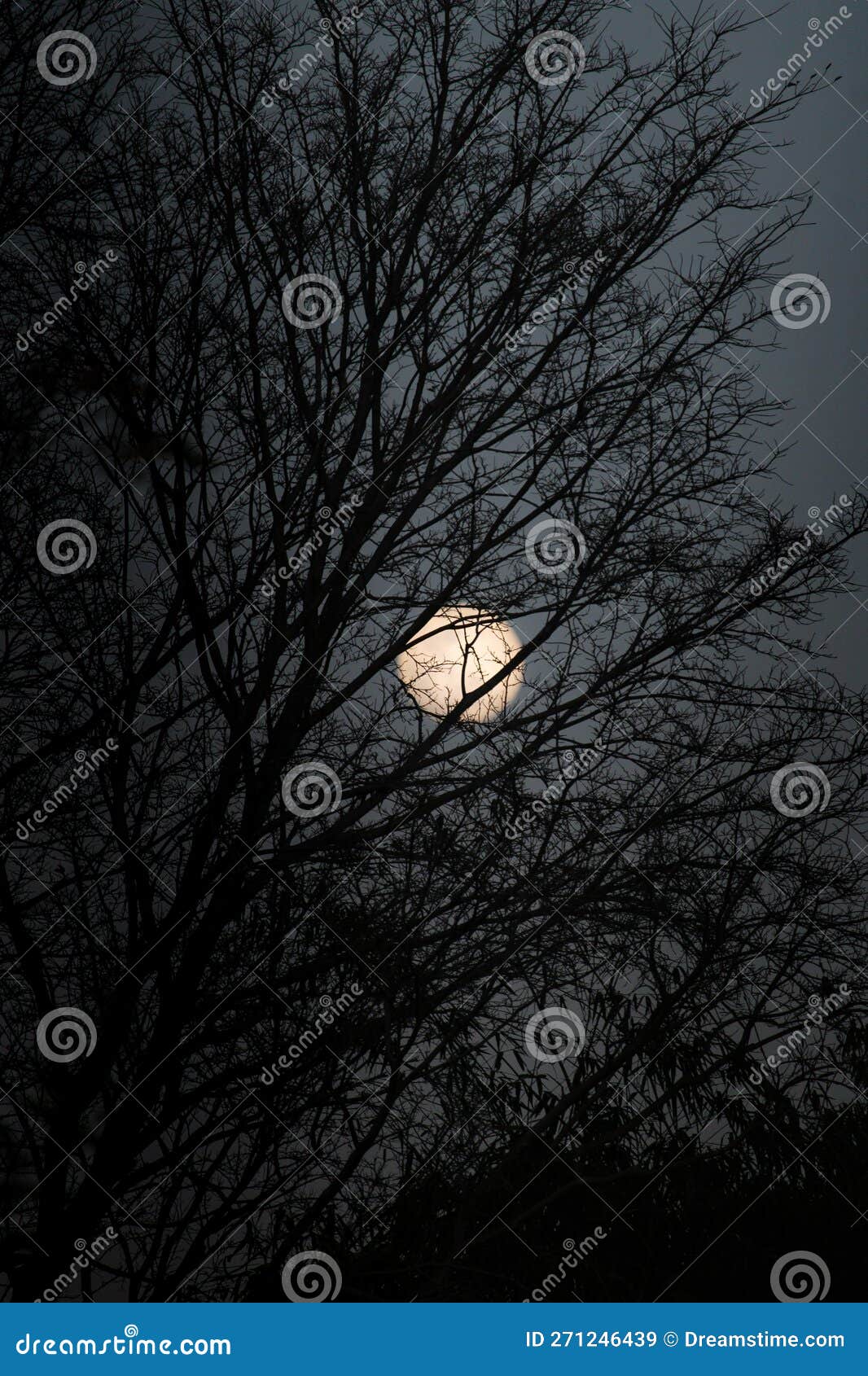 Full Moon Night Click Sharp Click Bright the Moon Stock Image - Image ...