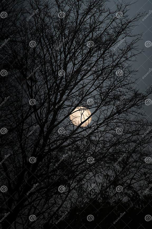 Full Moon Night Click Sharp Click Bright the Moon Stock Image - Image ...