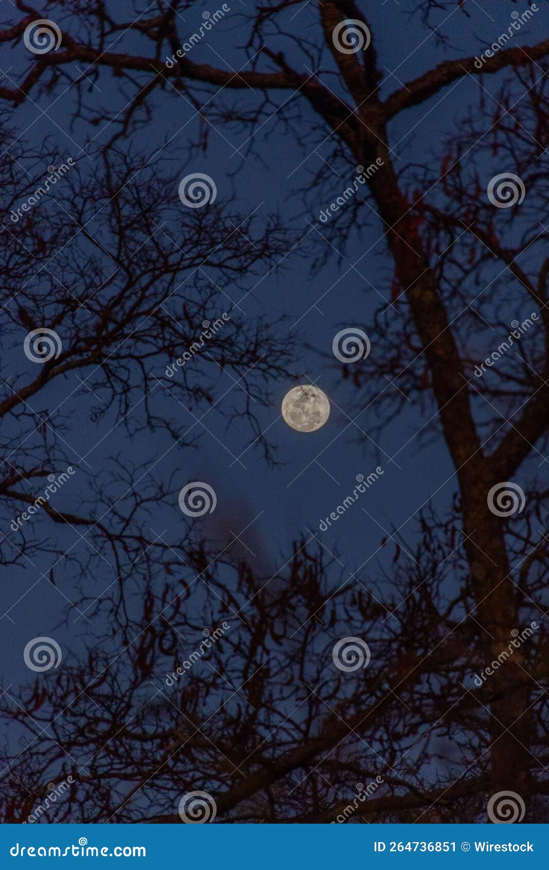 Full Moon in the Night Sky from the Tree Branches Stock Image - Image ...