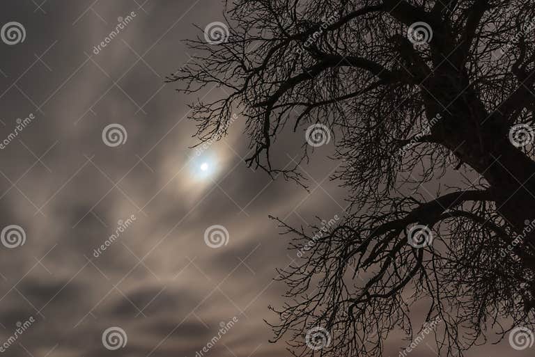 The Full Moon and the Old Tree at Midnight Stock Image - Image of night ...