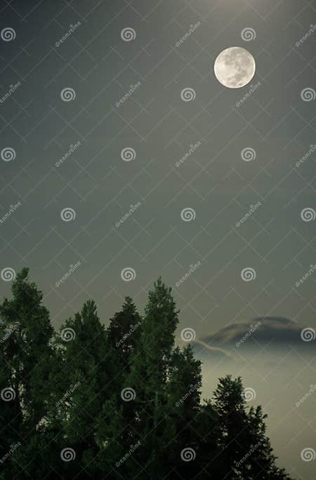 Full moon over forest stock photo. Image of forested - 12620580